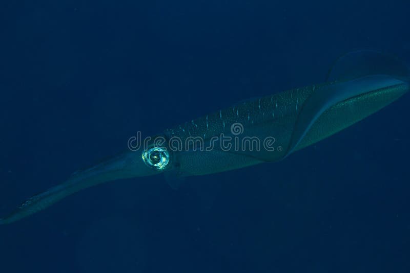 Kalmar stockfoto. Bild von kalmar, tier, tropen, sturzflug - 110081818