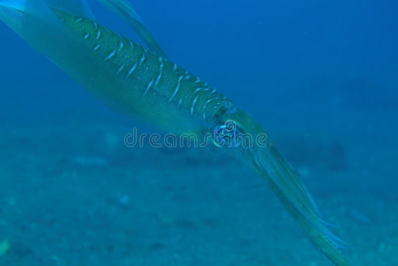 Kalmar stockfoto. Bild von unterwasser, ozean, tauchen - 110082016