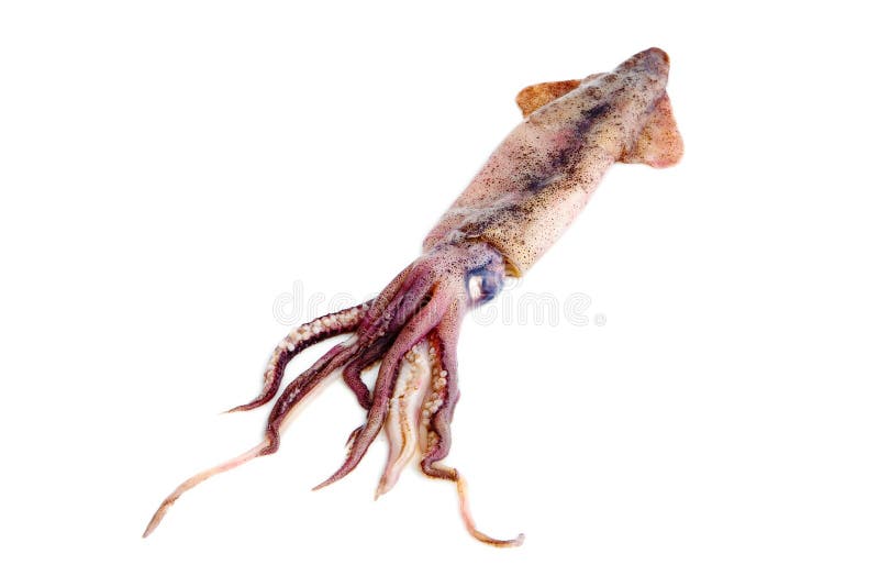 Kalmar stockfoto. Bild von marinesoldat, tier, aperitif - 12783888