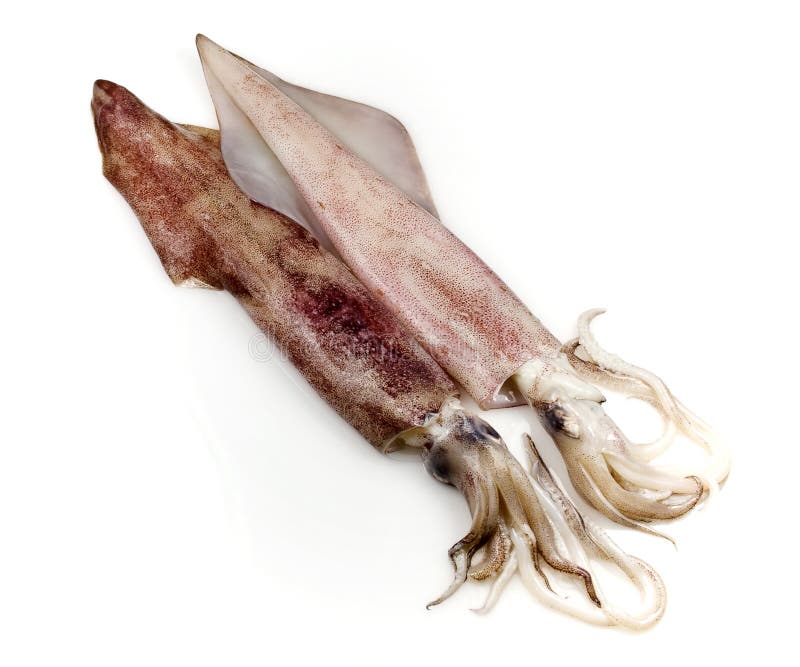 Kalmar stockbild. Bild von nahrung, tentakel, glatt, fahrwerkbein ...