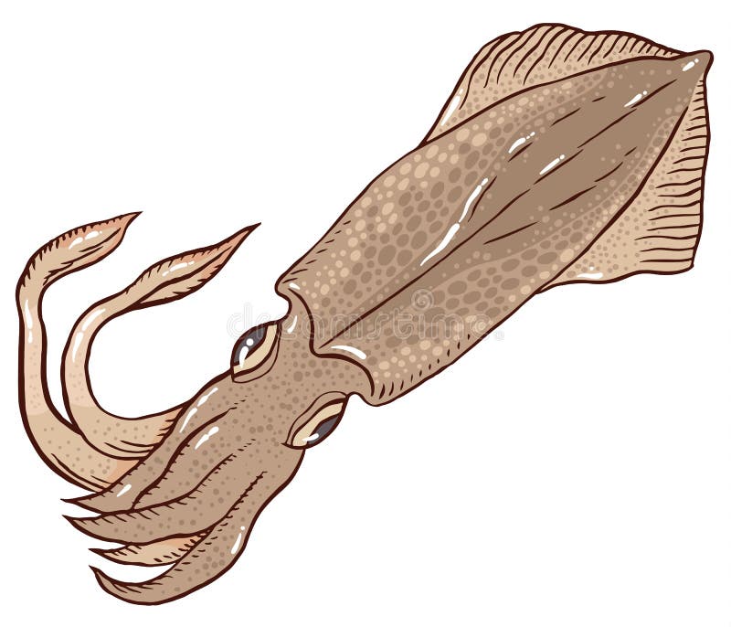 Kalmar vektor abbildung. Illustration von wirbellos, tier - 65326664