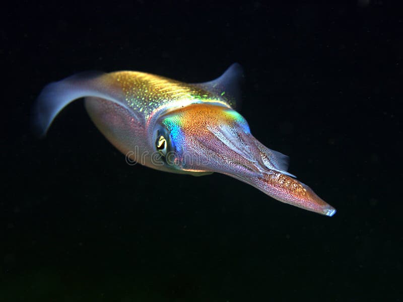Karibischer Riff-Kalmar stockbild. Bild von fische, funkeln - 10454827