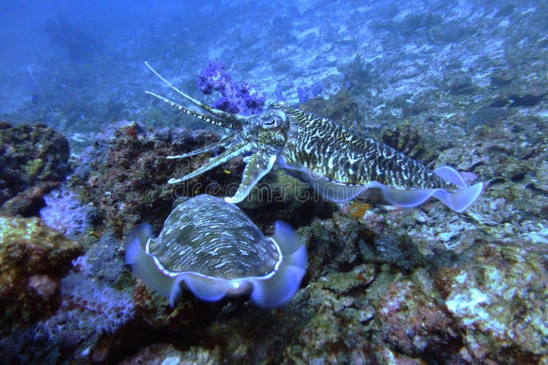 Kalmar nachts stockfoto. Bild von wildnis, kalmar, leben - 7791516