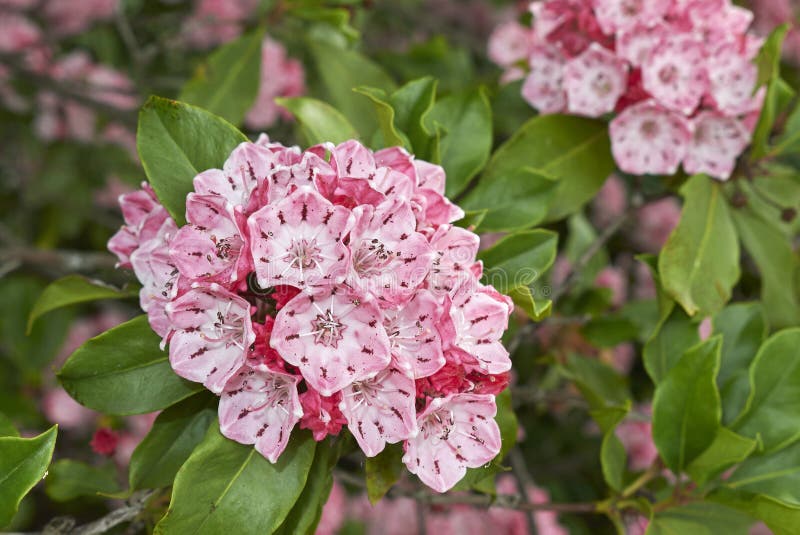 Kalmia latifolia stock photo. Image of flowers, green - 94876074