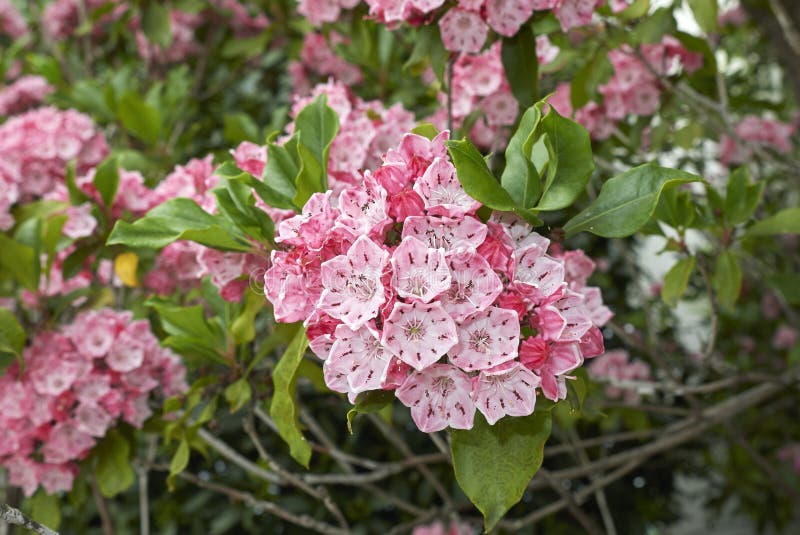 Kalmia Latifolia Shrub in Bloom Stock Image - Image of bloom, botanical ...