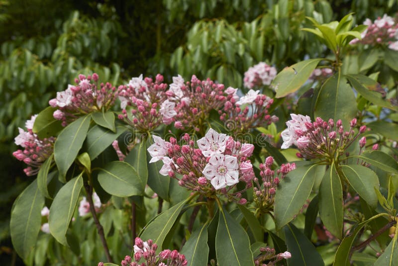 Kalmia Latifolia Tree in Bloom Stock Photo - Image of kalmia, mountain ...
