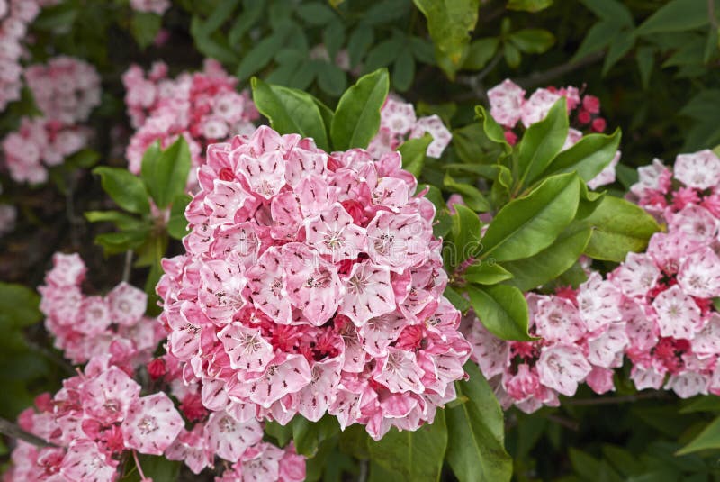 Kalmia Latifolia Shrub in Bloom Stock Image - Image of bloom, botanical ...