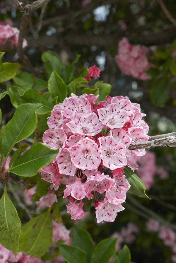 Kalmia latifolia stock image. Image of botanic, flora - 94876337