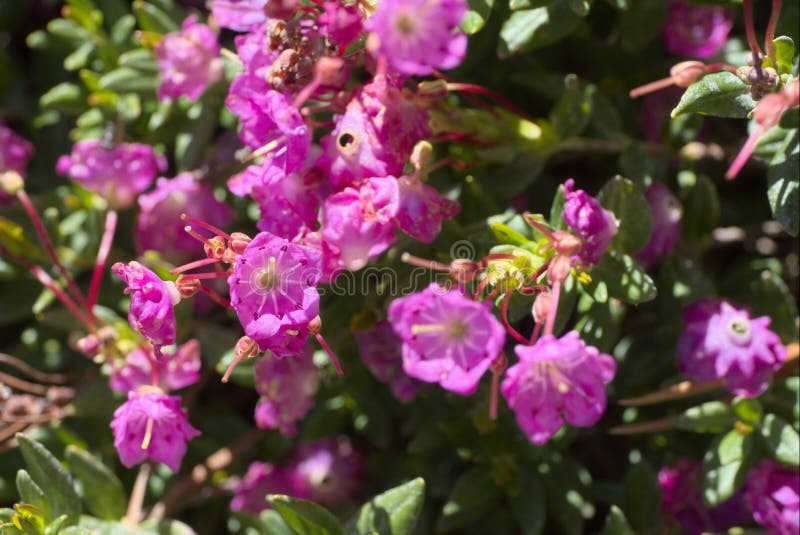 Kalmia Microphylla Stock Photos - Free & Royalty-Free Stock Photos from ...