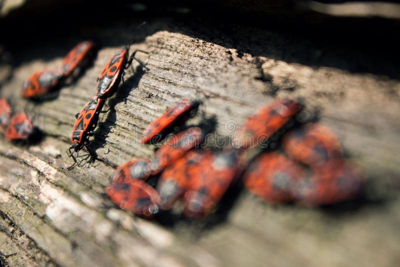 Insecto Negro Y Rojo, Equestris De Lygaeus Foto de archivo - Imagen de ...