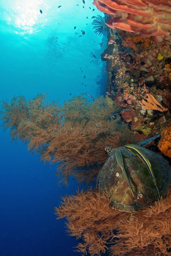 Kalmte? stock foto. Image of tropisch, overzees, dieren - 12850638