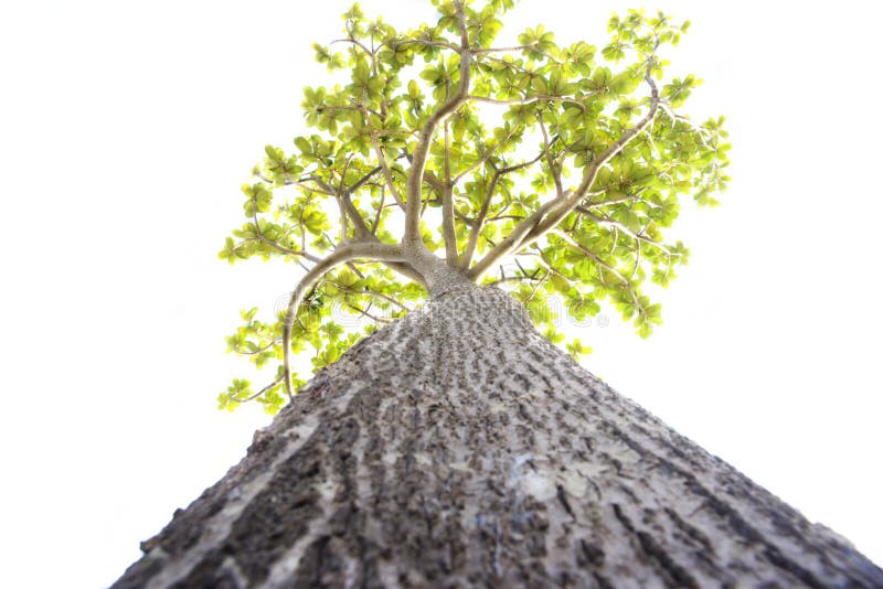 Kalofilum Kathing Leaves Again Sky Stock Image - Image of pattern ...