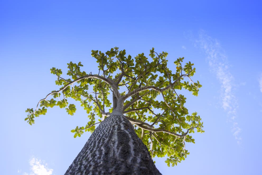 Kalofilum Kathing Leaves Again Sky Stock Photo - Image of field, leaf ...