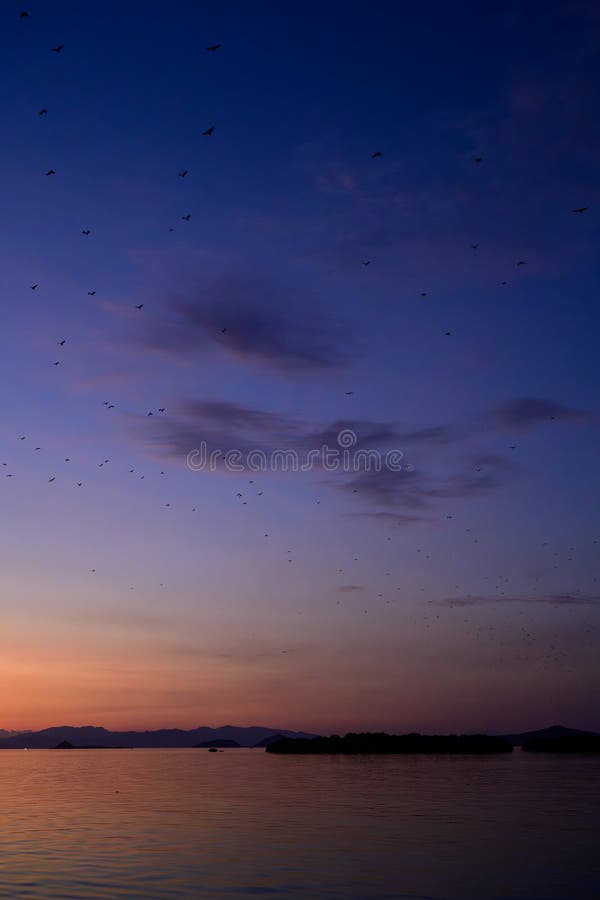 Kalong Island Sunset with Flying Foxes Stock Photo - Image of national ...