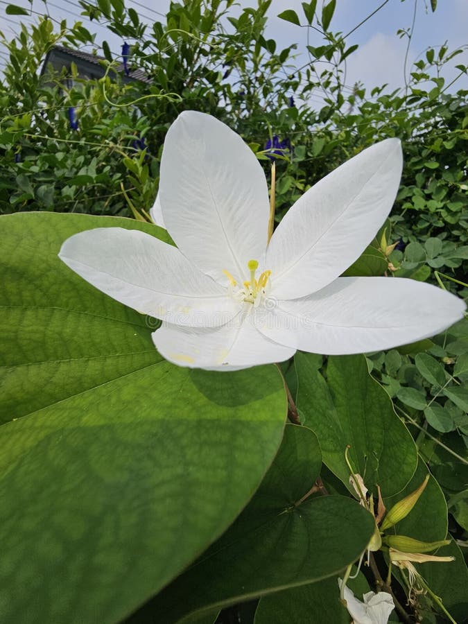 Kalong is a White Thai Flower. Stock Image - Image of garden, yellow ...