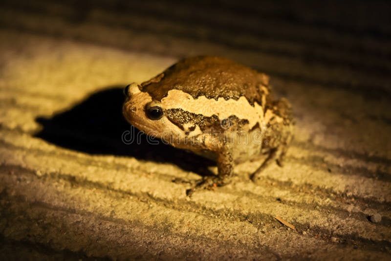 Kaloula stock image. Image of animal, macro, slow, light - 209032357