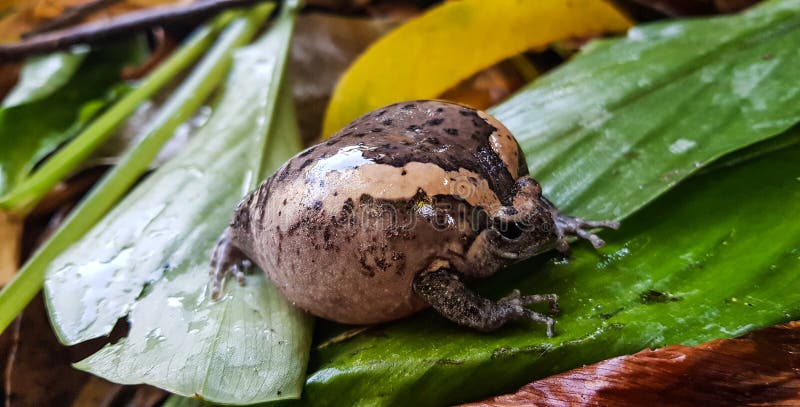 Kaloula pulchra stock photo. Image of toad, asian, asia - 237051046