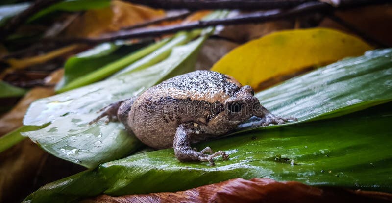 Kaloula pulchra stock image. Image of young, tropical - 237051047