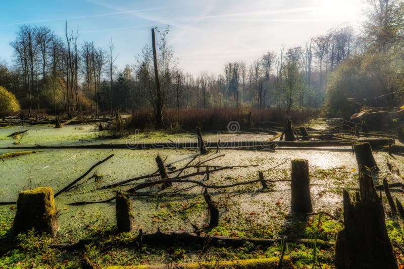 Kaltenhofer Moor in Schleswig-Holstein Stock Image - Image of forest ...
