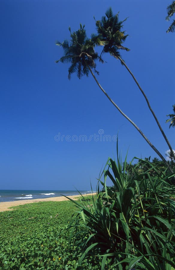 Kalutara beach Sri Lanka stock photo. Image of landscape - 23093022