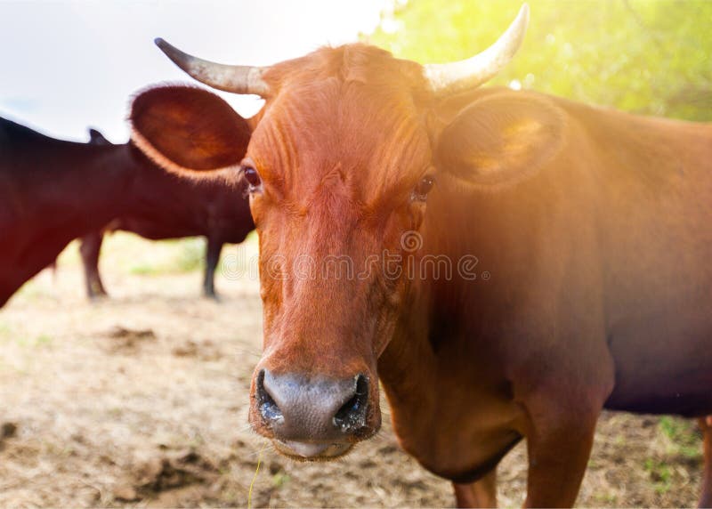 Kalv fotografering för bildbyråer. Bild av angus, gräs - 118491427