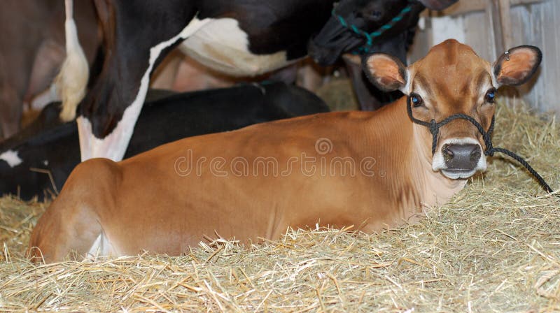 Kalv arkivfoto. Bild av vila, golv, text, sömn, solbränna - 15537722