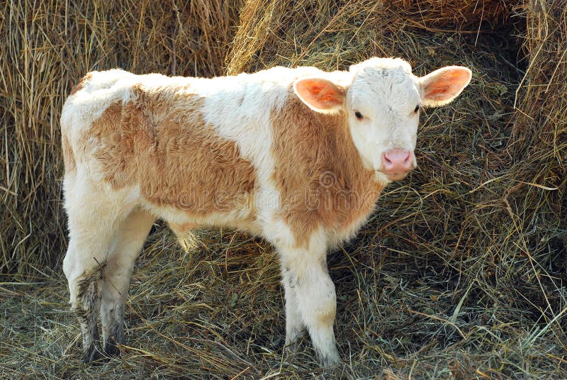 Kalv arkivfoto. Bild av kalv, barn, medf8ort, nyfött - 18983138