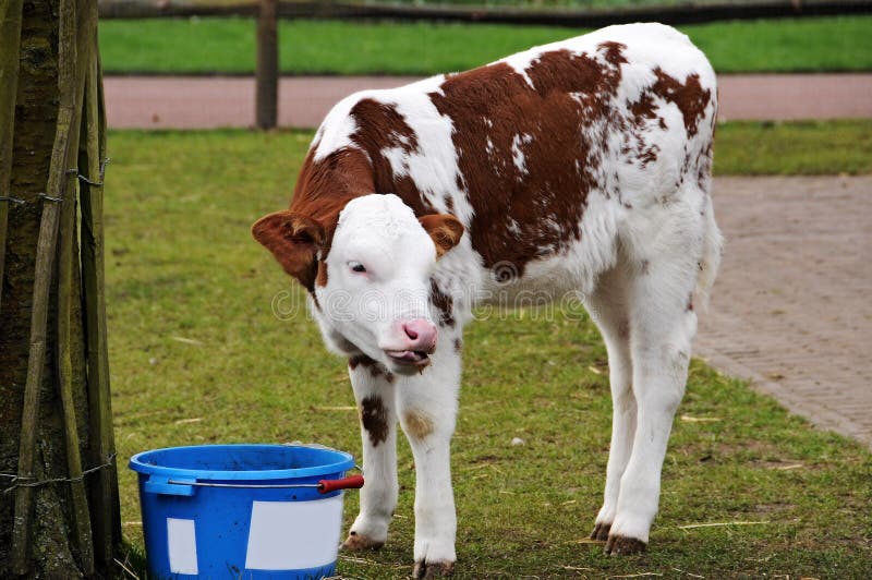 Kalv arkivfoto. Bild av grön, nötkreatur, hemhjälp, kalvkött - 27330838