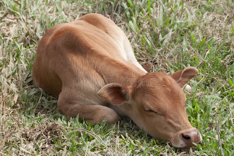 Kalv arkivfoto. Bild av fält, beta, nyfött, liten, jordbruk - 34988372