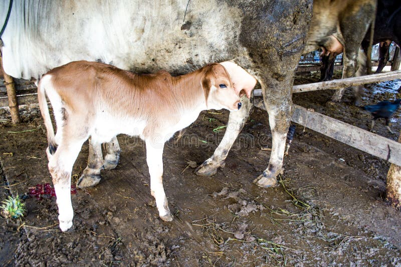 Kalv fotografering för bildbyråer. Bild av skönhet, förälskelse - 37766505