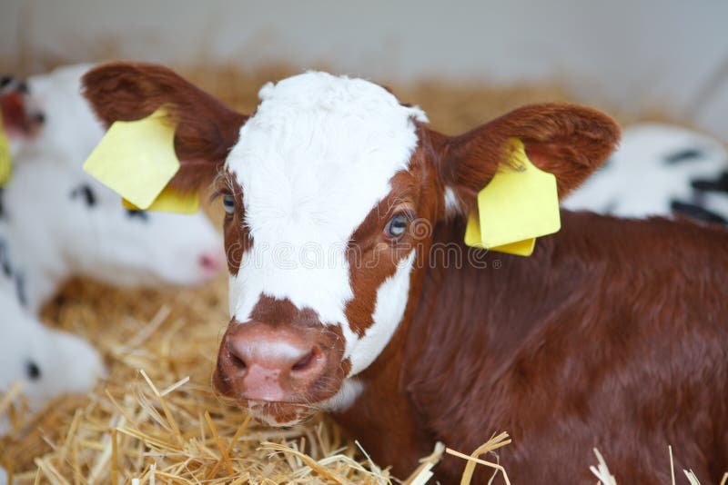 Kalv arkivfoto. Bild av barn, fjäder, angus, boskap, kalv - 9033028