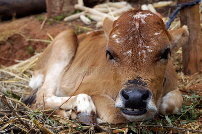 Kalv fotografering för bildbyråer. Bild av harmlöshet - 81783423
