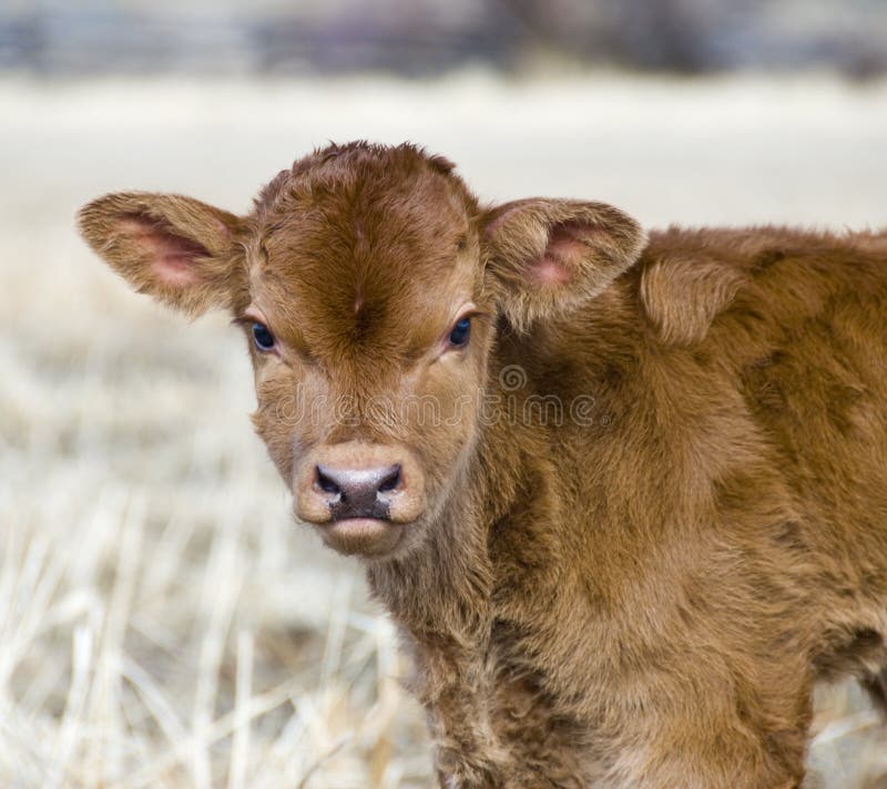 Kalv arkivfoto. Bild av barn, fjäder, angus, boskap, kalv - 9033028