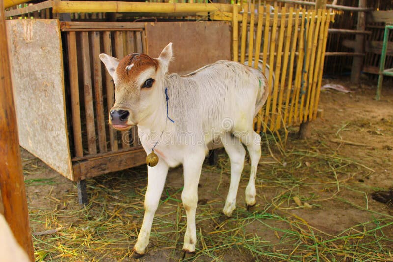 Kalv fotografering för bildbyråer. Bild av härlig, familj - 97656205
