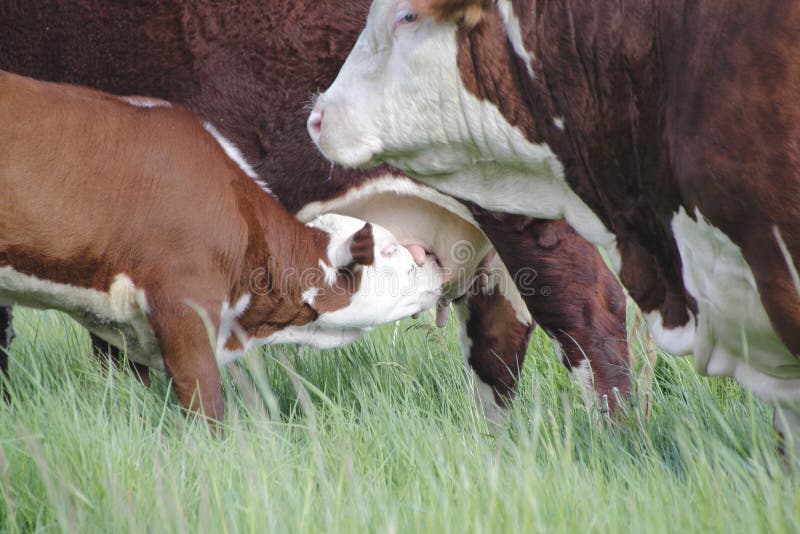 Kalven diar spenen arkivfoto. Bild av ytter, suga, spene - 40555230