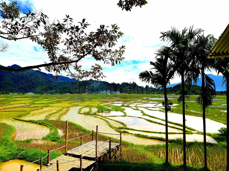 Kamang West Sumatra stock photo. Image of plantation - 248701532