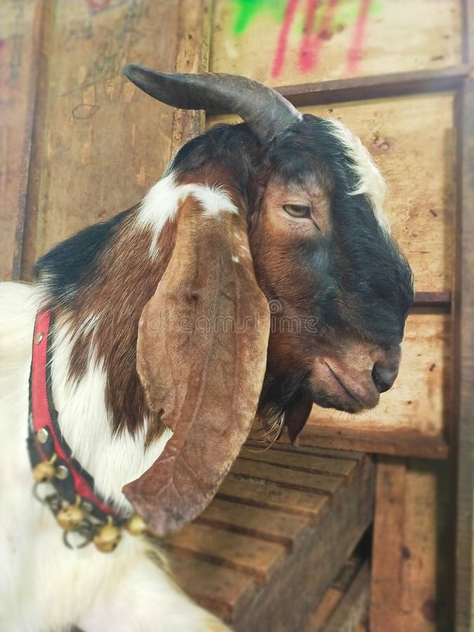 Kamarudin Stock Photos - Free & Royalty-Free Stock Photos from Dreamstime