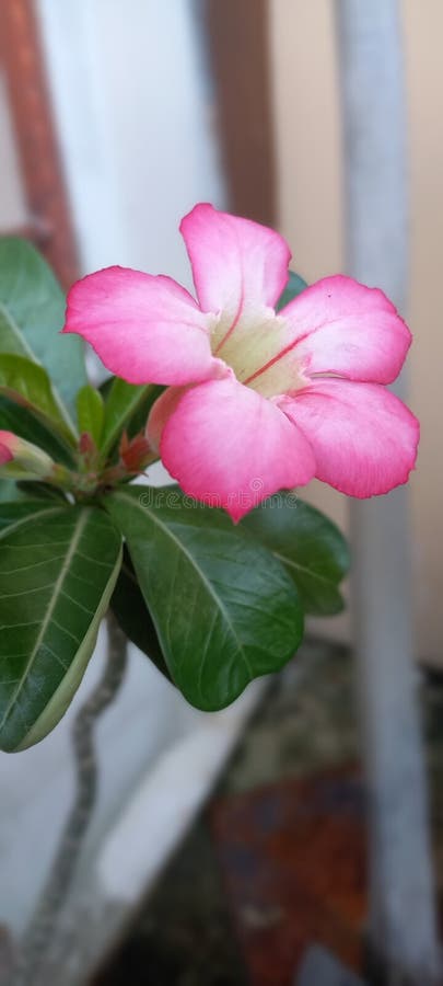 118 Bunga Kamboja Pink Stock Photos - Free & Royalty-Free Stock Photos ...