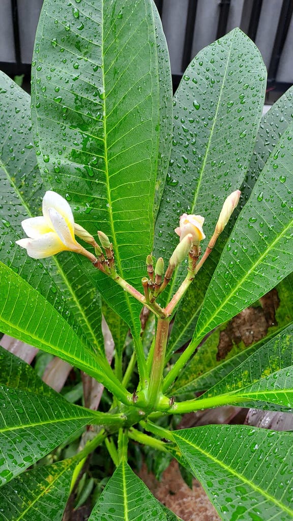 Kamboja flower form Bali stock photo. Image of vegetation - 264742244