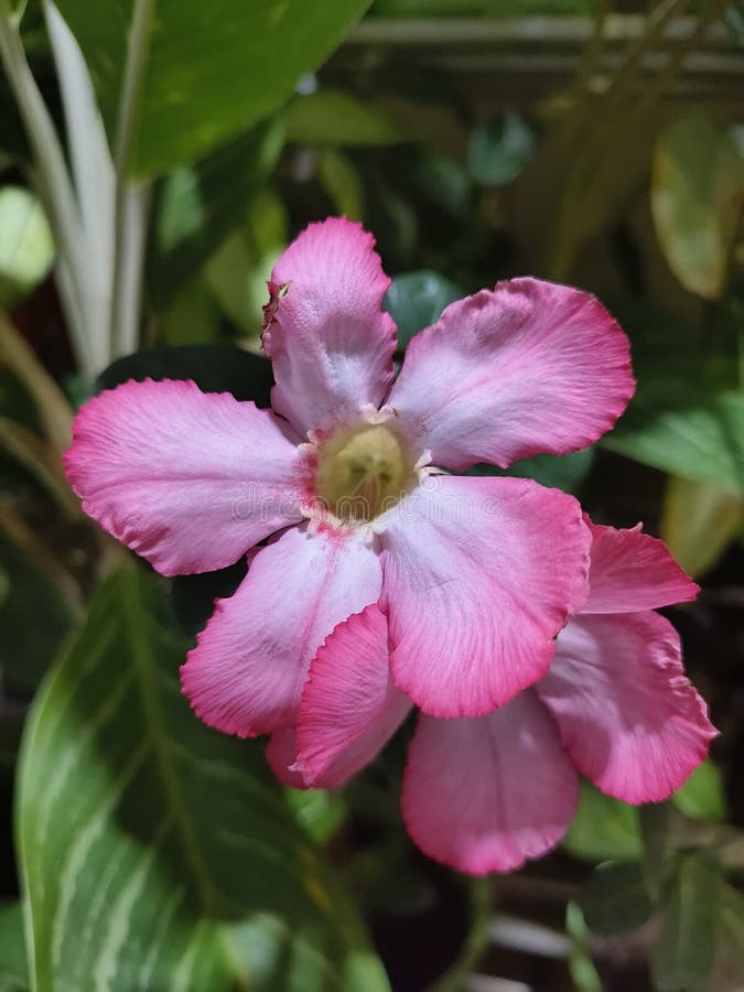 A Kamboja Flower Have a Pink Sweet Colour Stock Photo - Image of pink ...