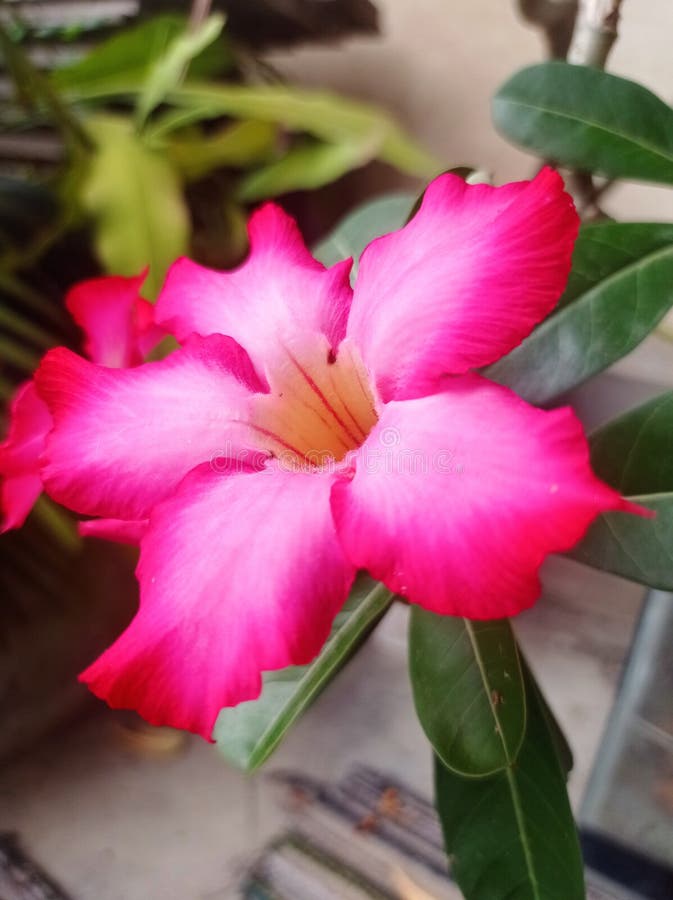 Kamboja Flower Pink stock image. Image of produce, plant - 249238333