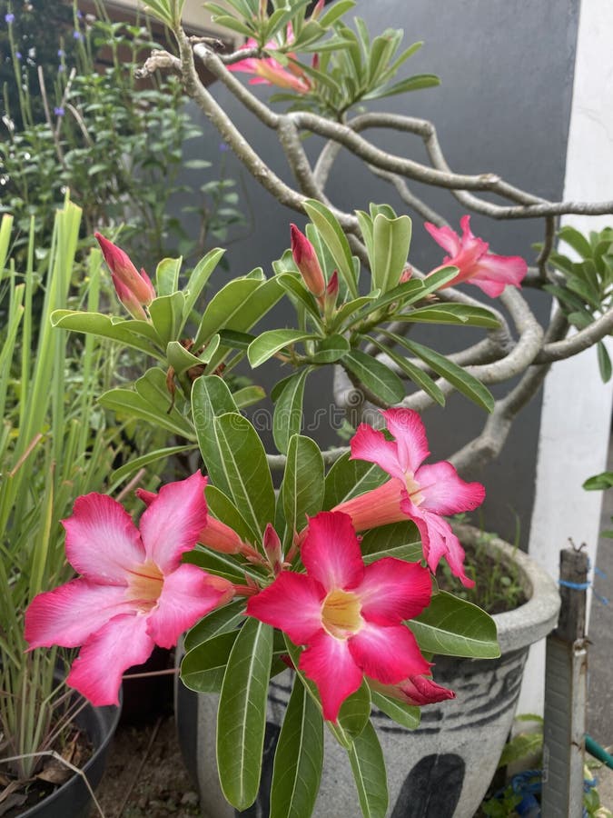 Kamboja flower stock photo. Image of kamboja, flower - 232135912