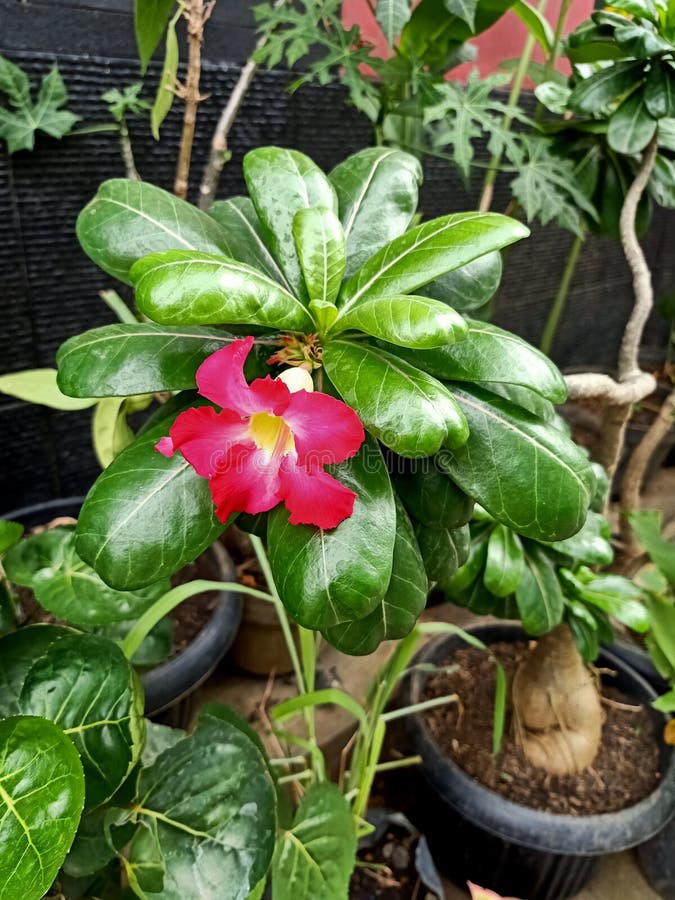 Kamboja Flower Pink Nature Wallpaper Stock Photo - Image of kamboja ...