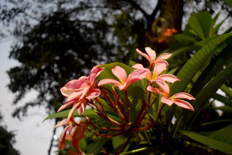 Kamboja flower stock image. Image of garden, nature - 221200907