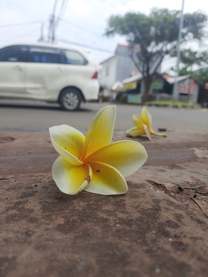 Kamboja flower yellow stock image. Image of flower, branch - 244151151