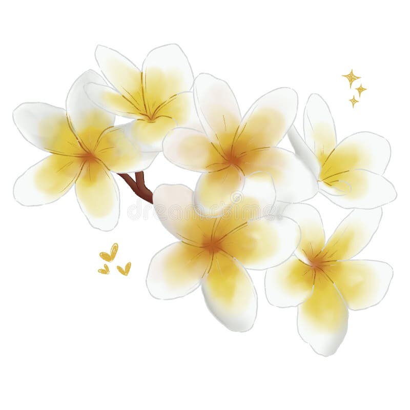 Kamboja Flowers Stock Illustrations – 11 Kamboja Flowers Stock ...