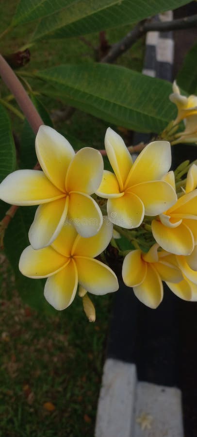 Kamboja Flowers at Indonesia Stock Photo - Image of indonesia, yellow ...