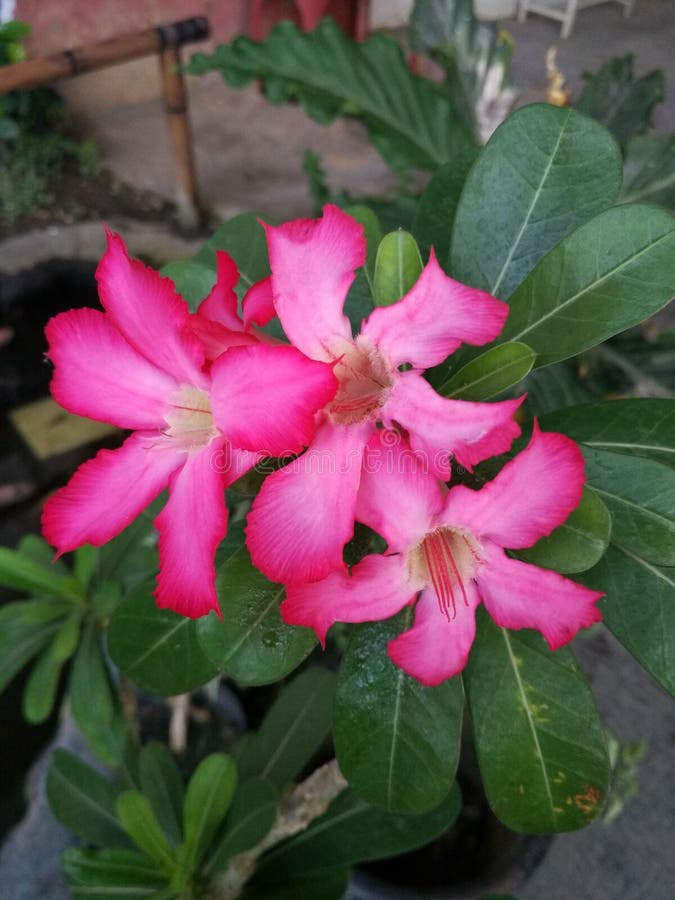 Kamboja flowers stock image. Image of kamboja, pink, flowers - 78127947