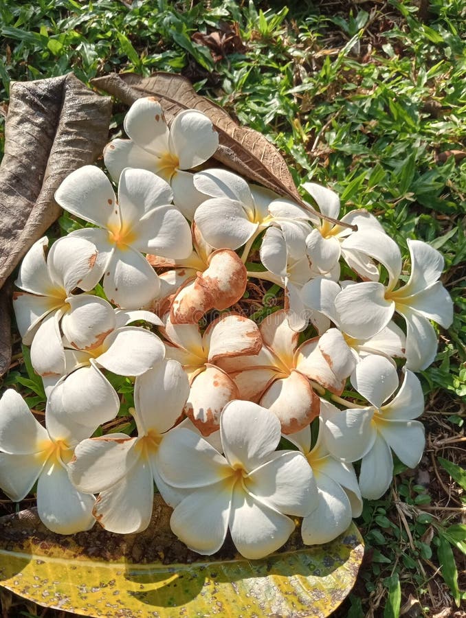 Kamboja flowers stock image. Image of form, white, leave - 324976931