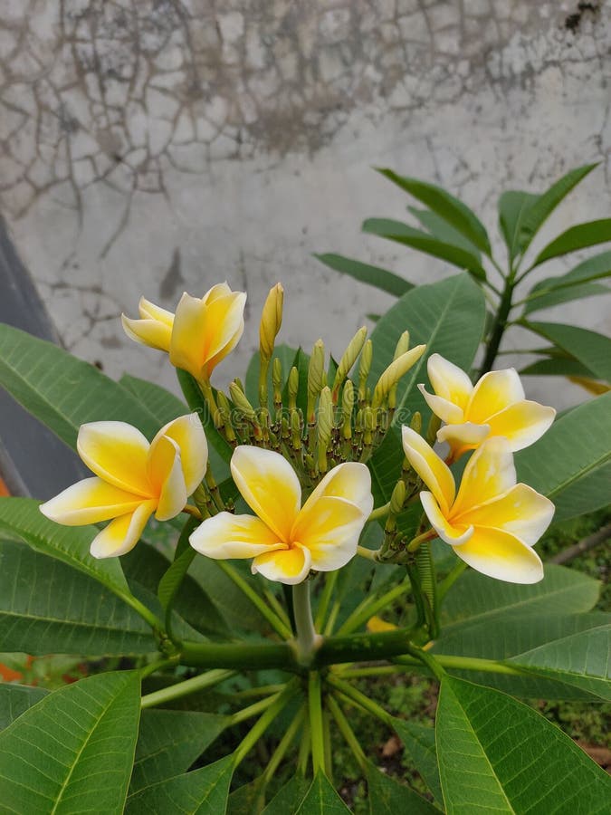 Kamboja Frangipani Flower Plumeria Rubra is a Type of Pink Flower Stock ...